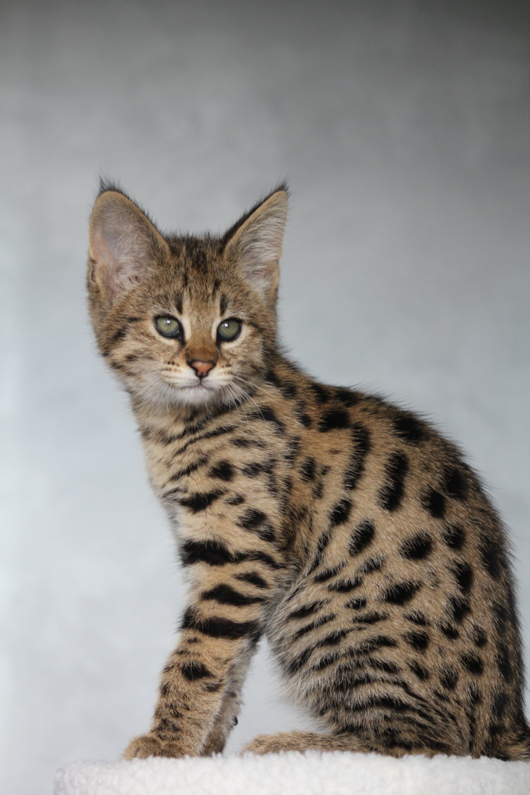 chatons race savannahs F2 Savannahs F2 hybrides femelle
